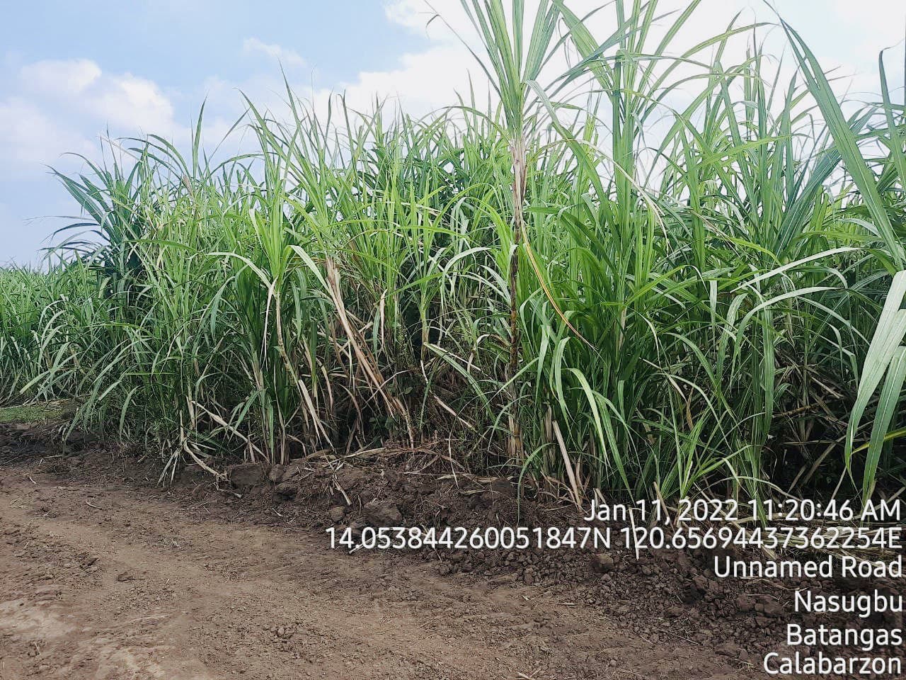 Nearing Harvest of the Sugarcane Trial using Groupe Roullier’s Timab CR ...